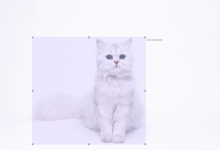Data Labeling Vs Data Annotation Differences And Use Cases