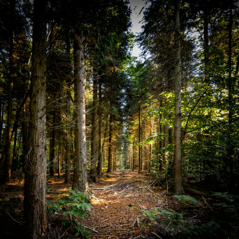 Forensic Fingerprint Dataset | +6000 Photos — Unidata